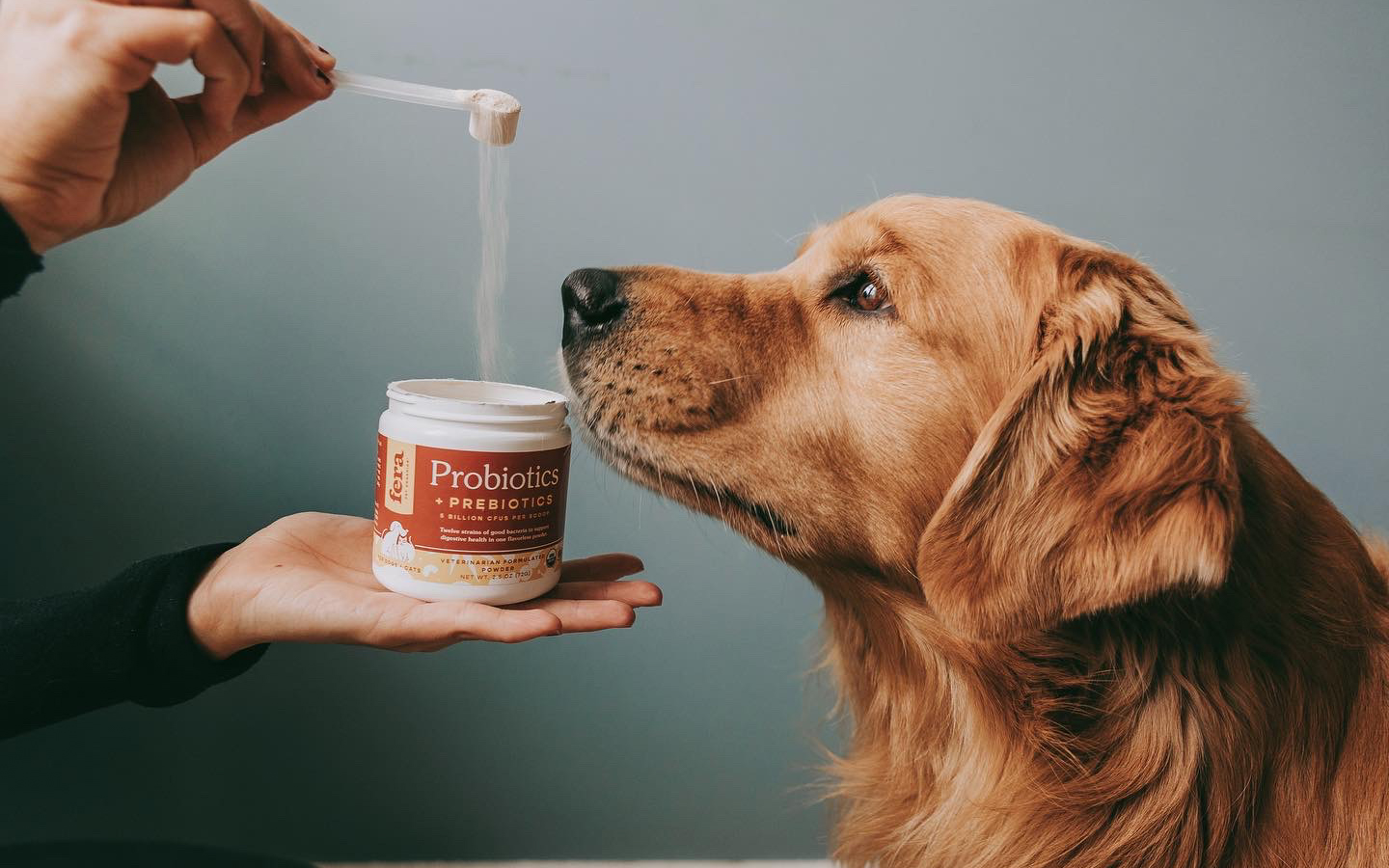 UGC Examples - Pupfluence