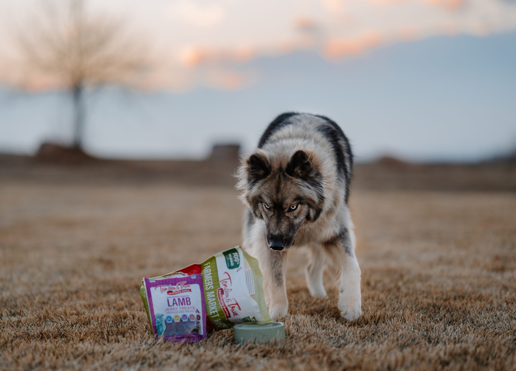 UGC Examples - Pupfluence